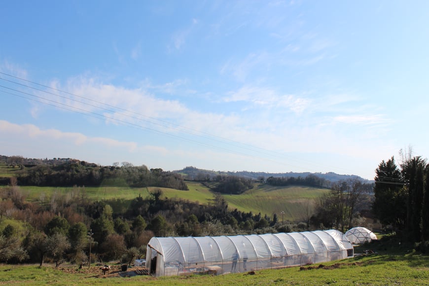 Narnia Cannabis Crew: dalla farm in Umbria direttamente nelle buste di ...